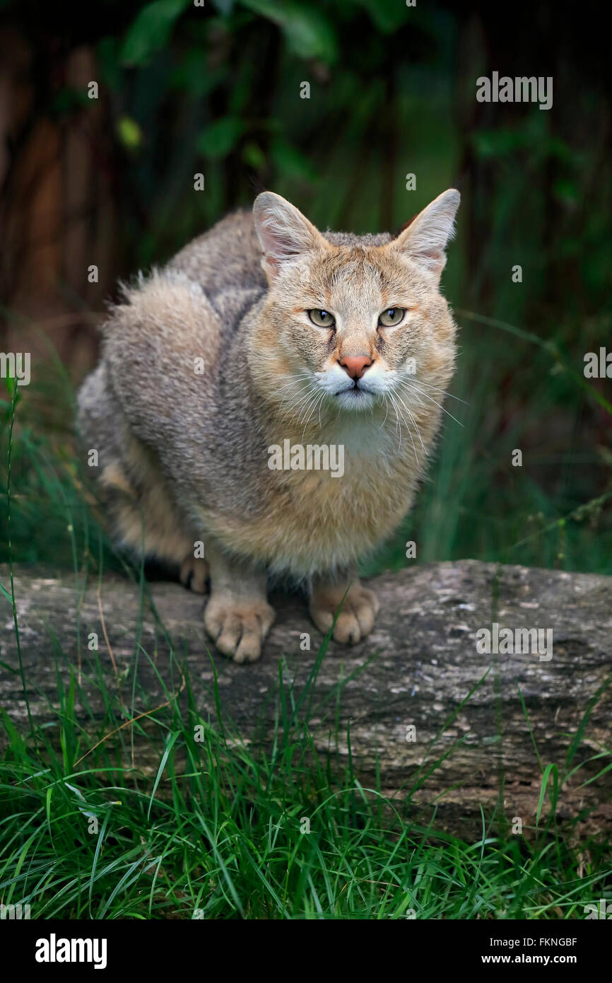 Jungle Cat, Swamp Cat, Asia / (Felis chaus Stock Photo - Alamy