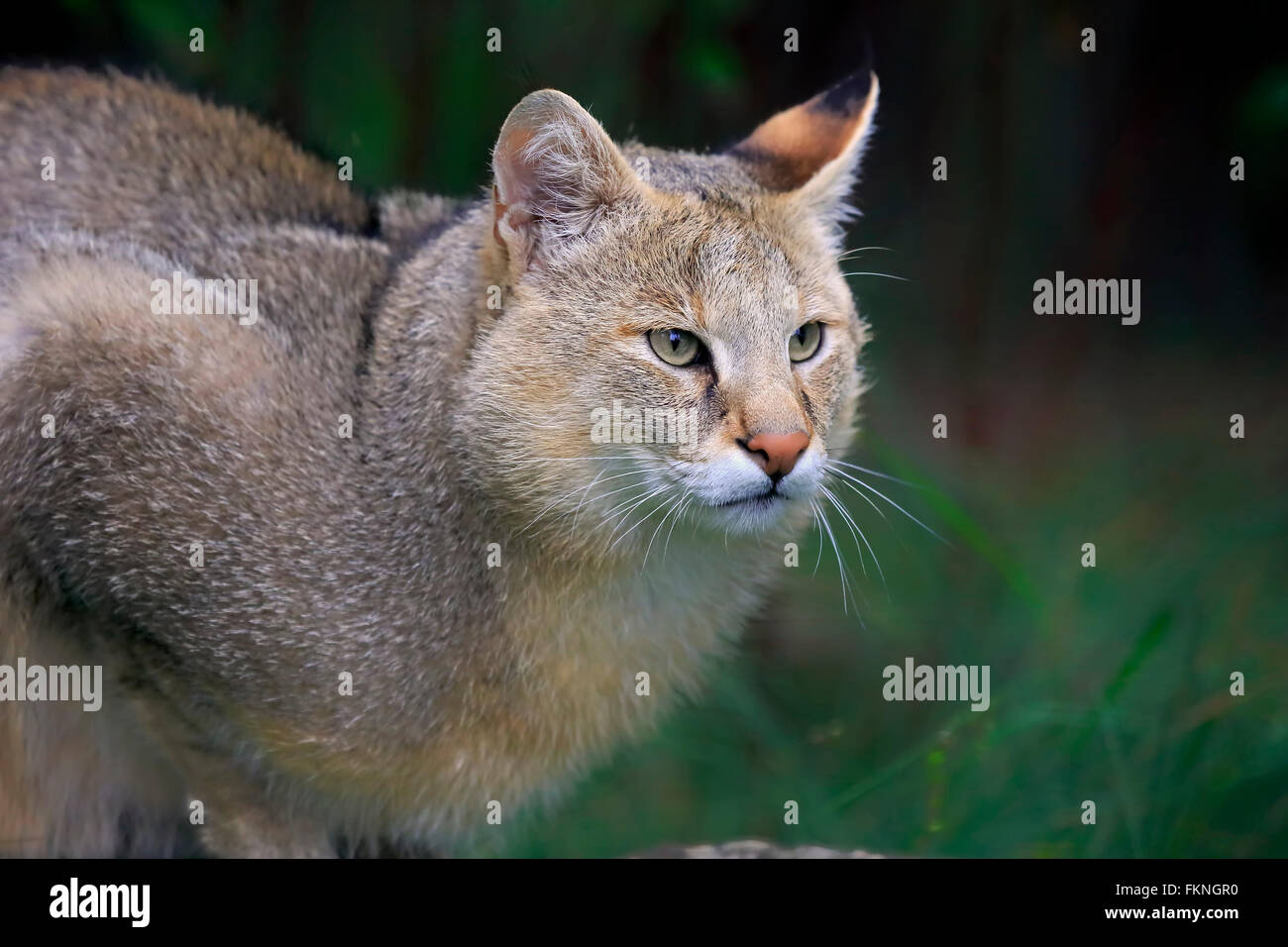 Jungle Cat, Swamp Cat, Asia / (Felis chaus Stock Photo - Alamy