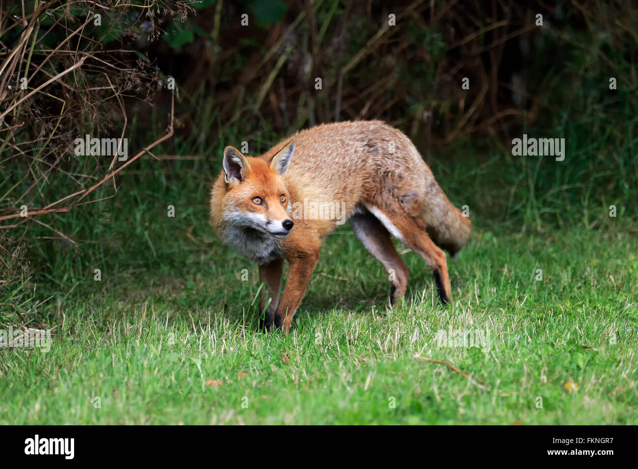 Red Fox, Surrey, England, Europe / (Vulpes vulpes Stock Photo - Alamy