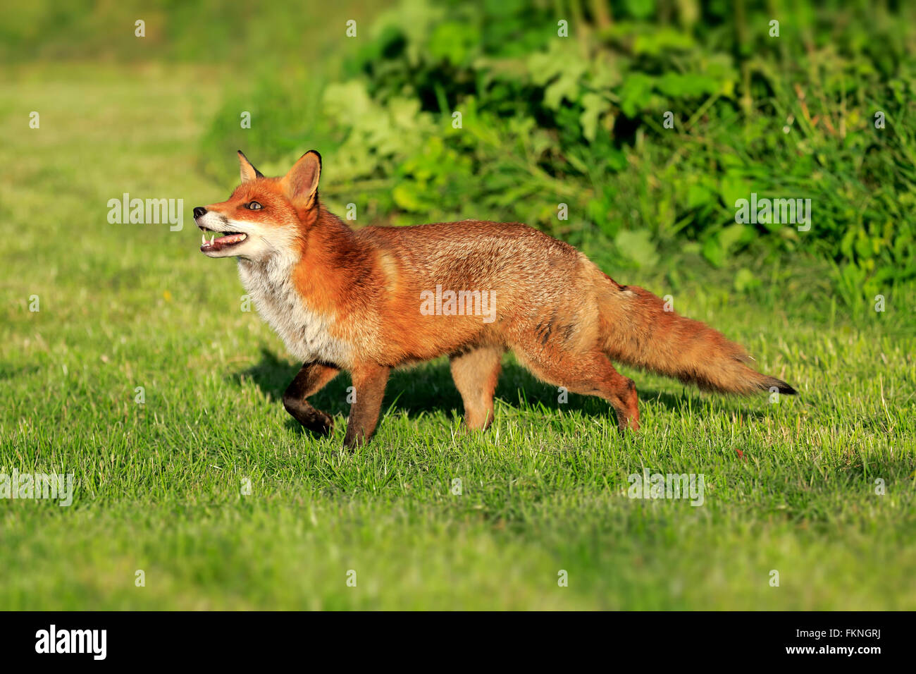 Red Fox, Surrey, England, Europe / (Vulpes vulpes Stock Photo - Alamy