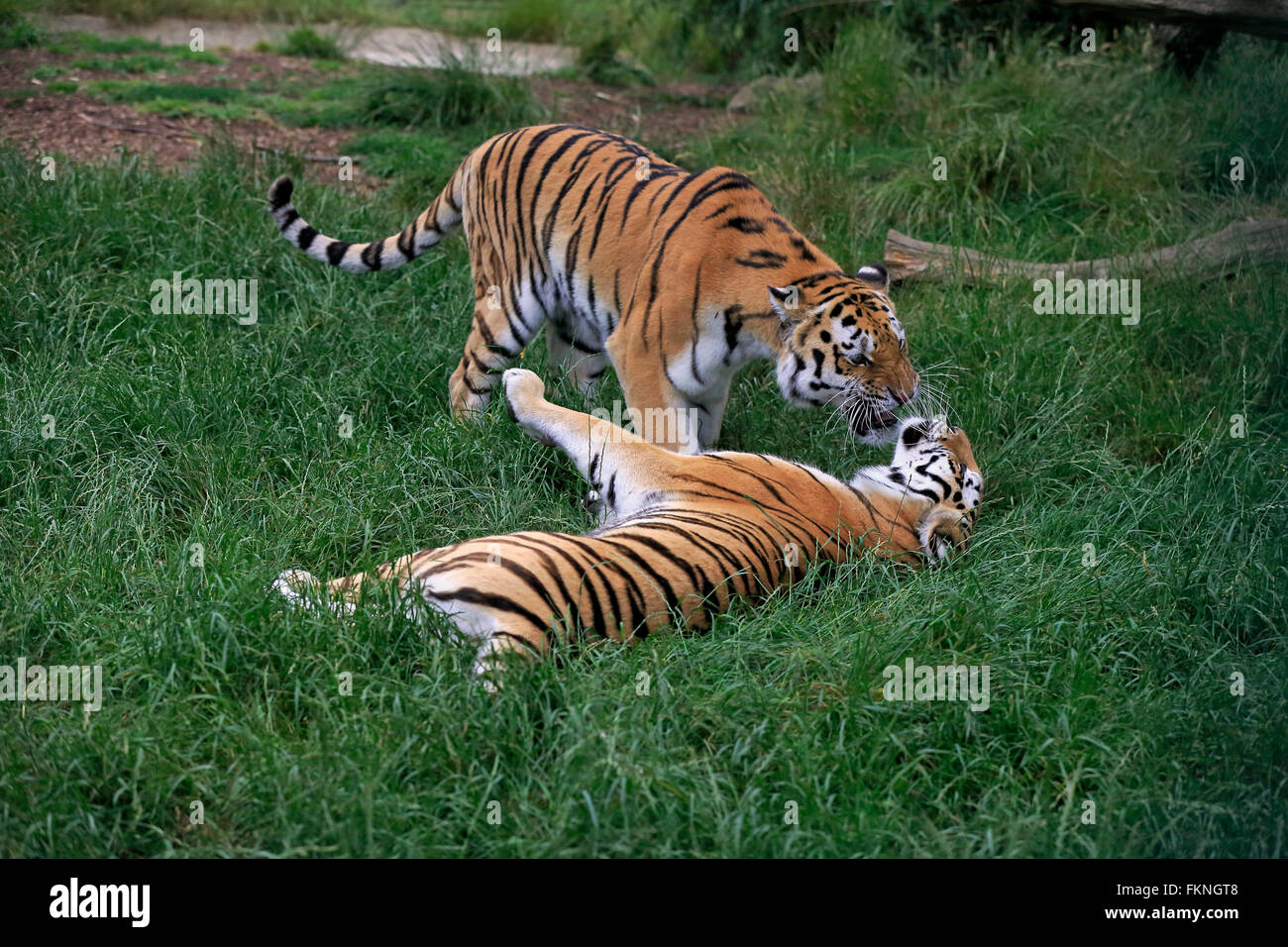 Siberian Tiger, social behaviour, Asia / (Panthera tigris altaica Stock ...