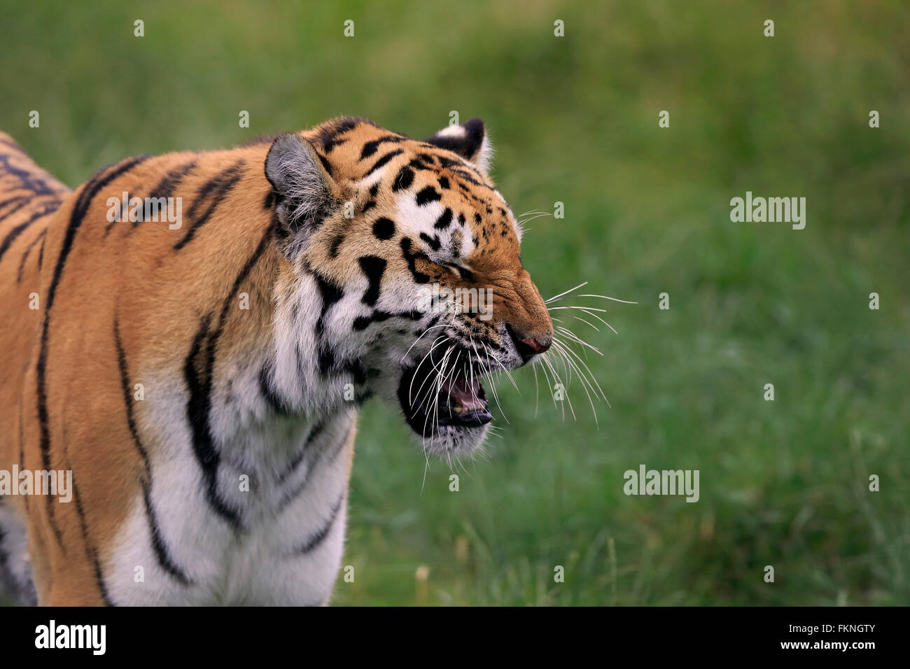 Siberian Tiger, Asia / (Panthera tigris altaica Stock Photo - Alamy