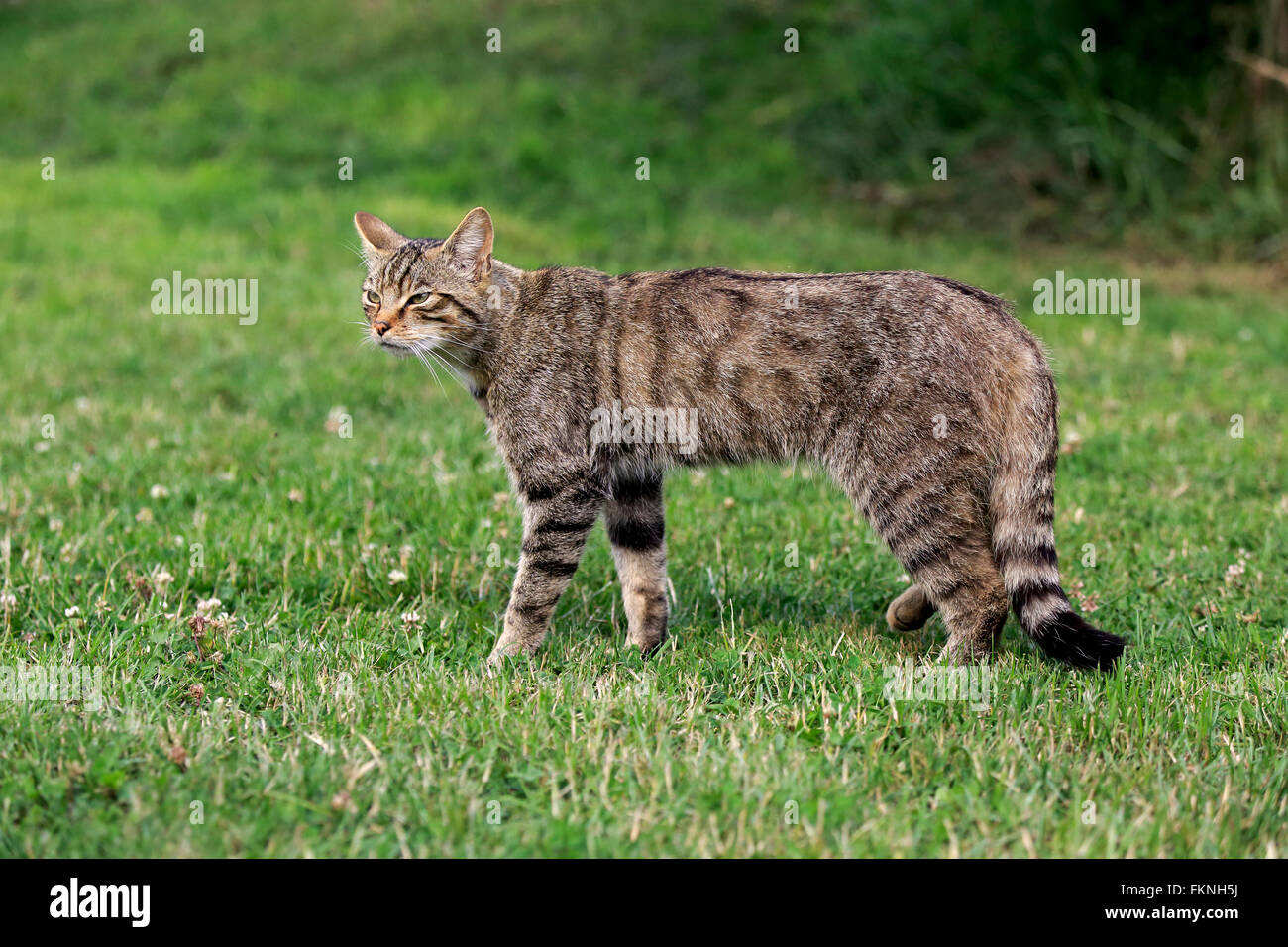 Scottish Wildcat, Surrey, England, Europe / (Felis silvestris ...