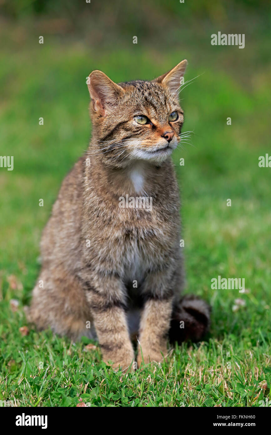 Scottish Wildcat, Surrey, England, Europe / (Felis silvestris ...