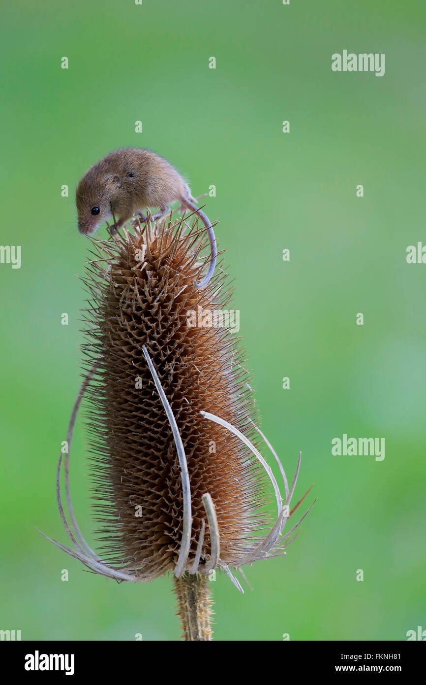 Harvest mice on teasel hi-res stock photography and images - Alamy