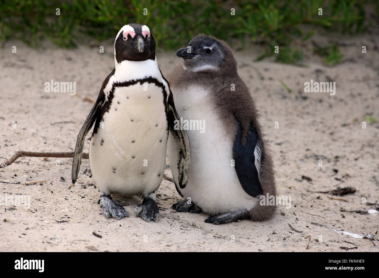 Jackass Penguin with young, Boulders Beach, Simonstown, Western Cape ...