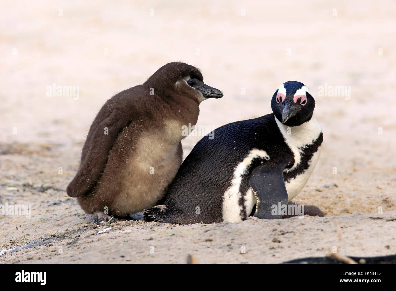 Jackass Penguin with young, Boulders Beach, Simonstown, Western Cape ...