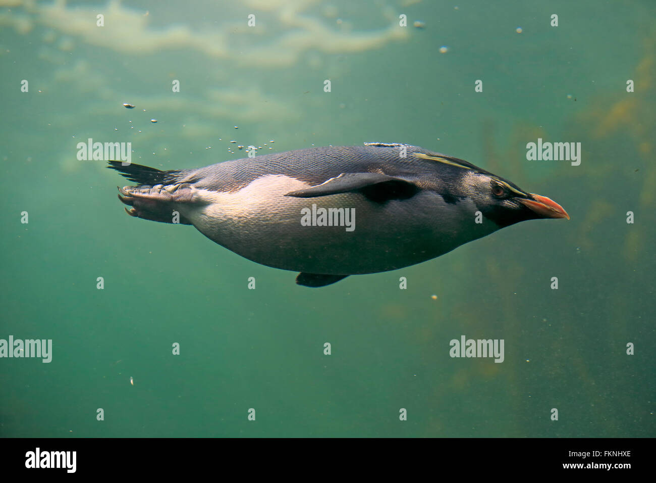 Rockhopper Penguin, South Africa, Africa / (Eudyptes chrysocome Stock ...