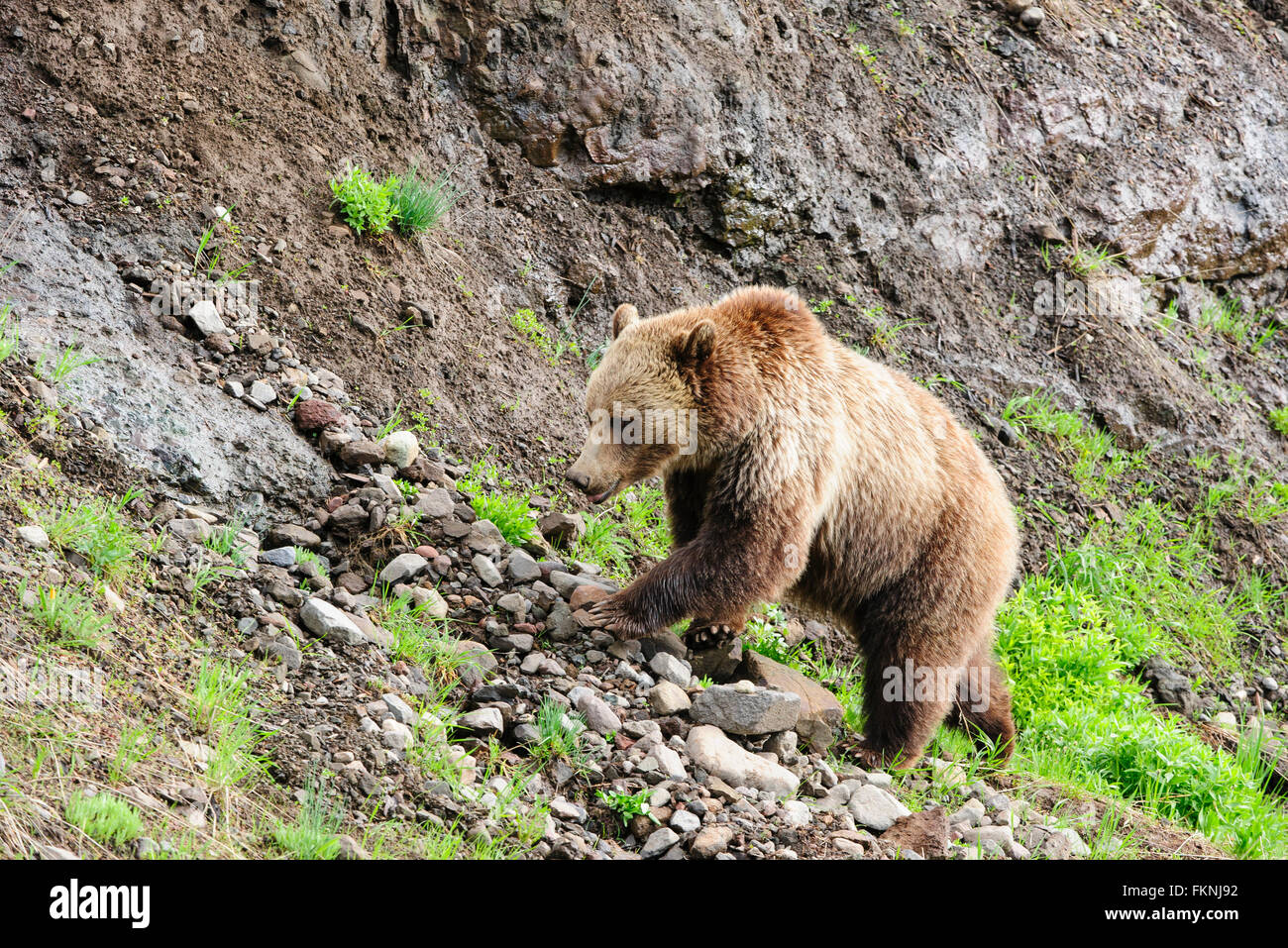 Bear on rocks yellowstone hi-res stock photography and images - Alamy