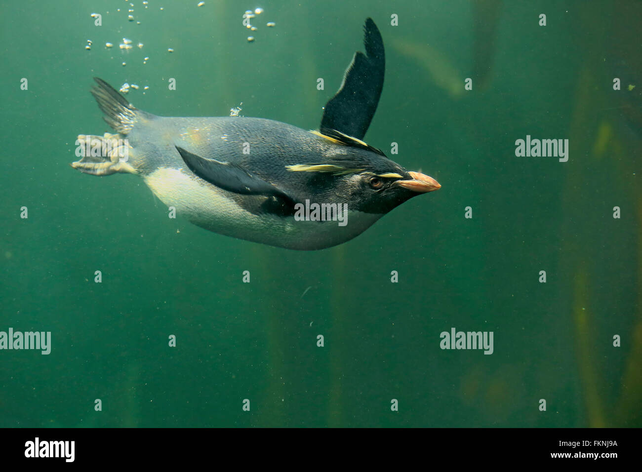 Rockhopper Penguin, South Africa, Africa / (Eudyptes chrysocome Stock ...
