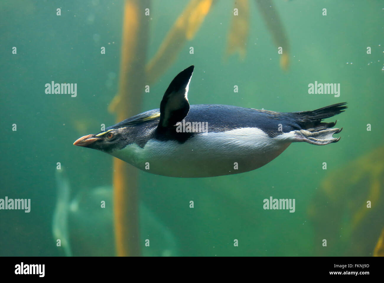 Rockhopper penguin swimming hi-res stock photography and images - Alamy