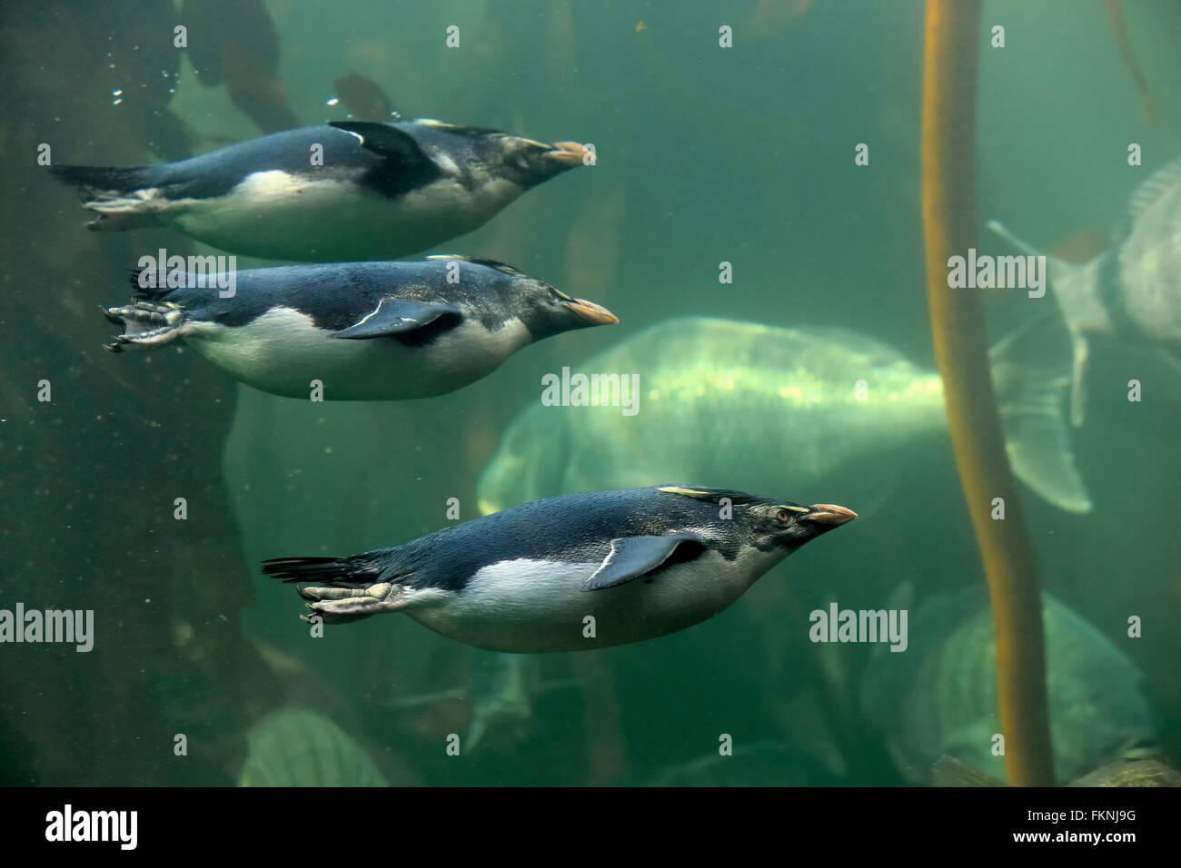 Rockhopper Penguins, South Africa, Africa / (Eudyptes chrysocome Stock ...