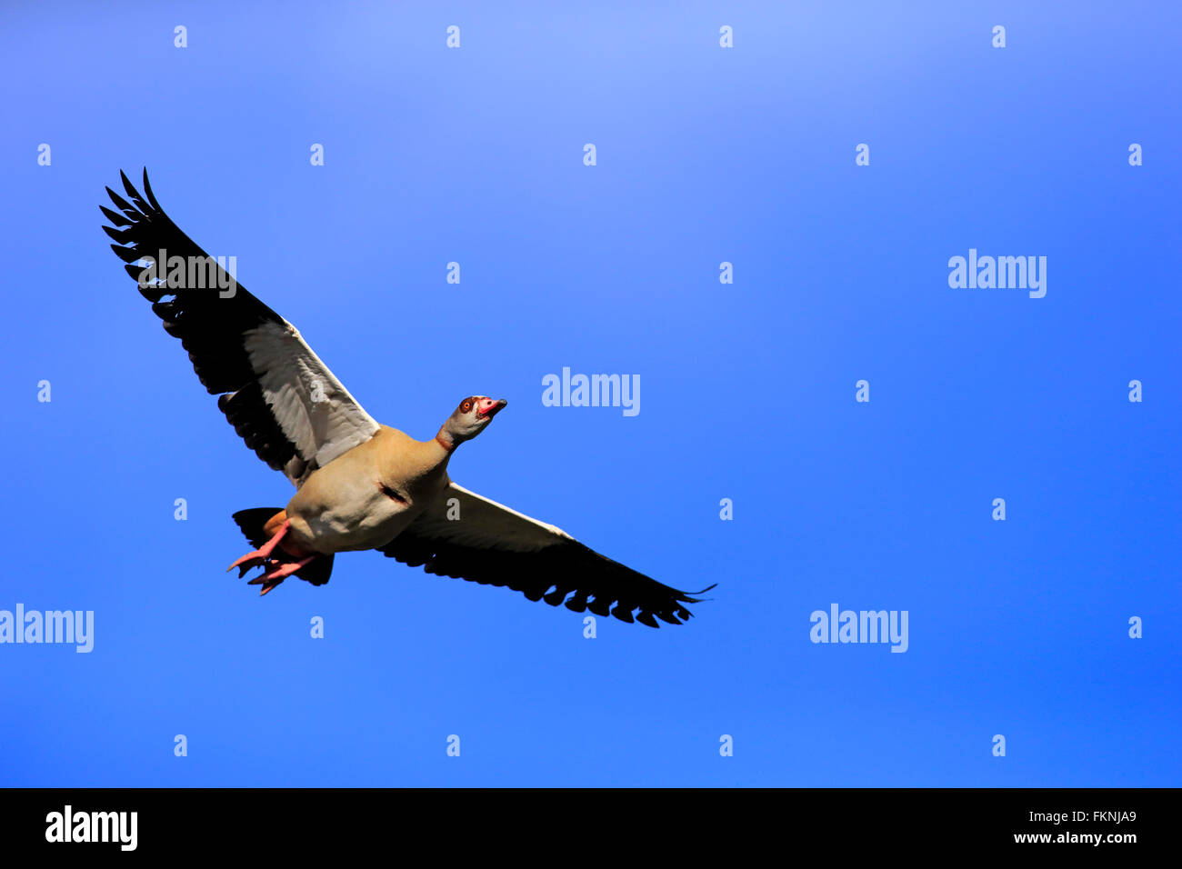 Egyptian goose germany hi-res stock photography and images - Alamy