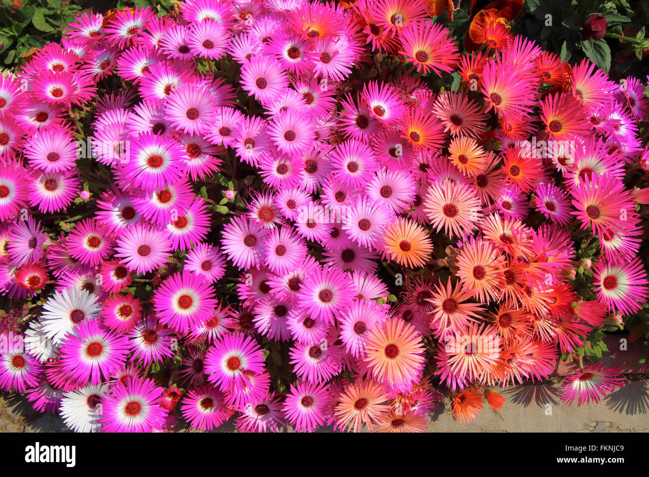 A colorful background of Livingstone daisies also known as ...