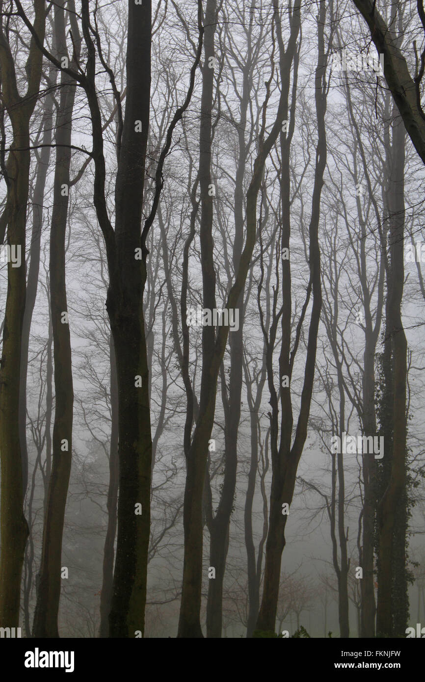 Mist trees hi-res stock photography and images - Alamy