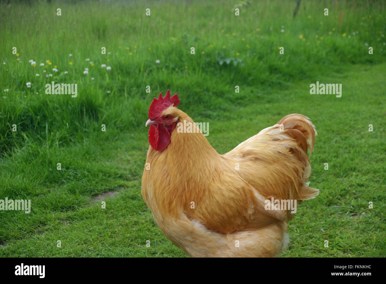 Cockerel rooster hi-res stock photography and images - Alamy