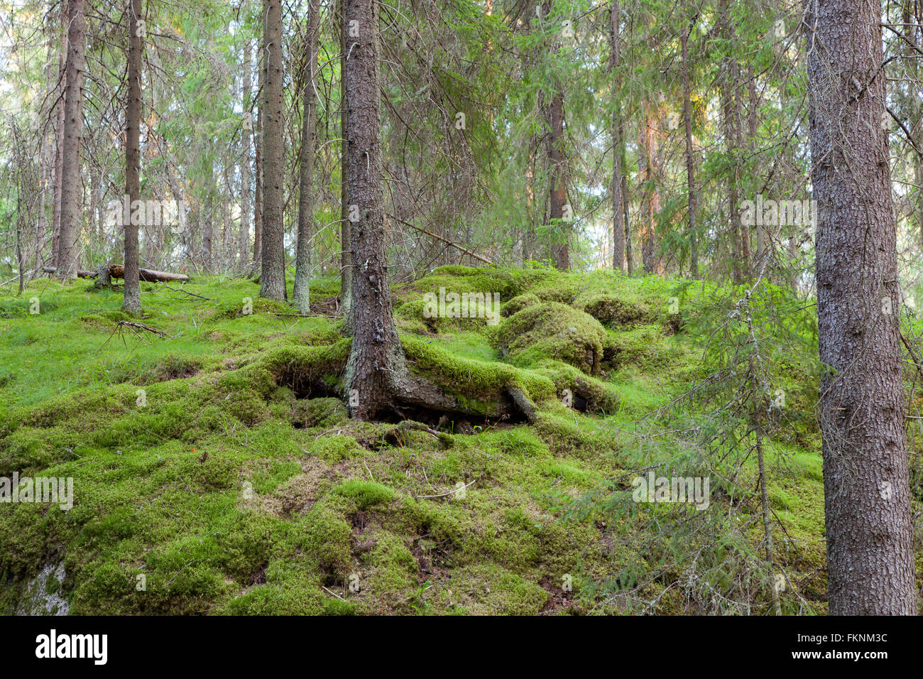 Forest in Finland at summer Stock Photo - Alamy