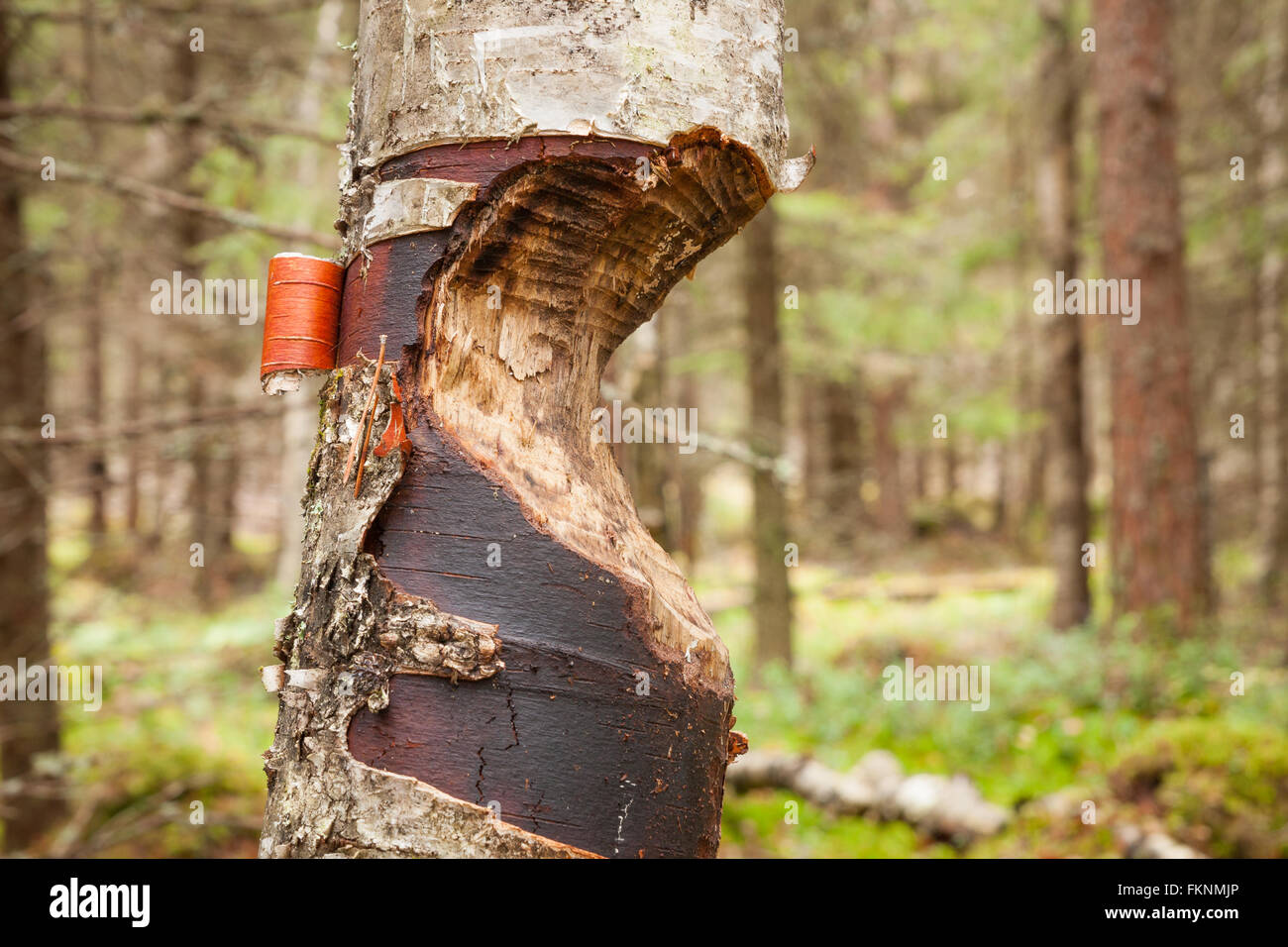Tree gnawed by beaver Stock Photo - Alamy