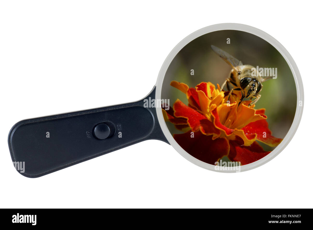 Bee and yellow flower enlarged under the microscope Stock Photo - Alamy