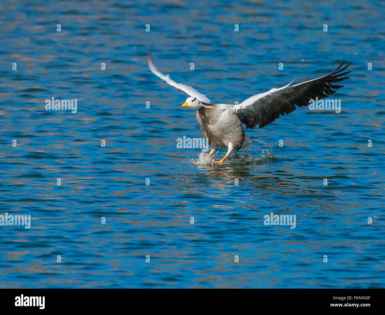 Bar headed goose flight hi-res stock photography and images - Alamy