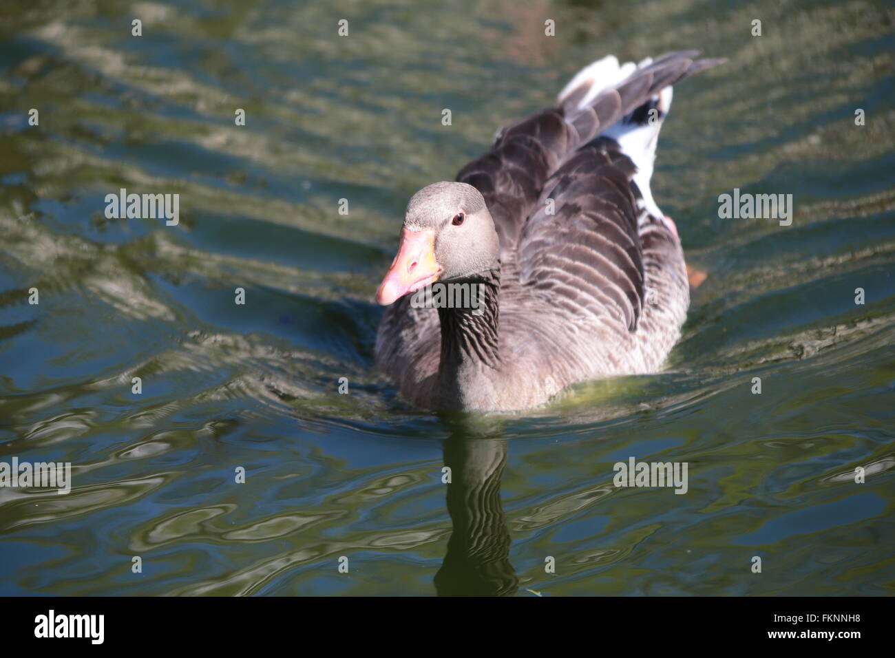 Grey Goose floating on water Stock Photo - Alamy