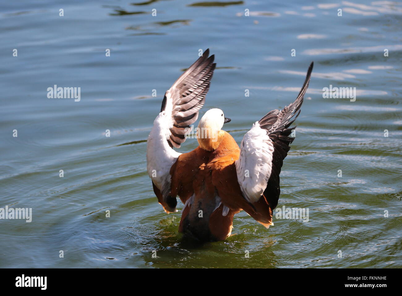 Ruddy shelduck (Tadorna ferruginea) male swimming in lake Stock Photo ...
