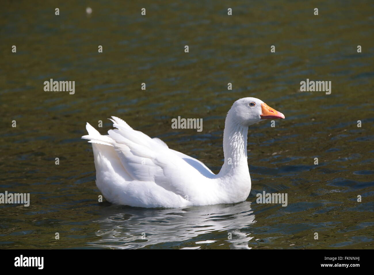 Beautiful white goose on water Stock Photo - Alamy