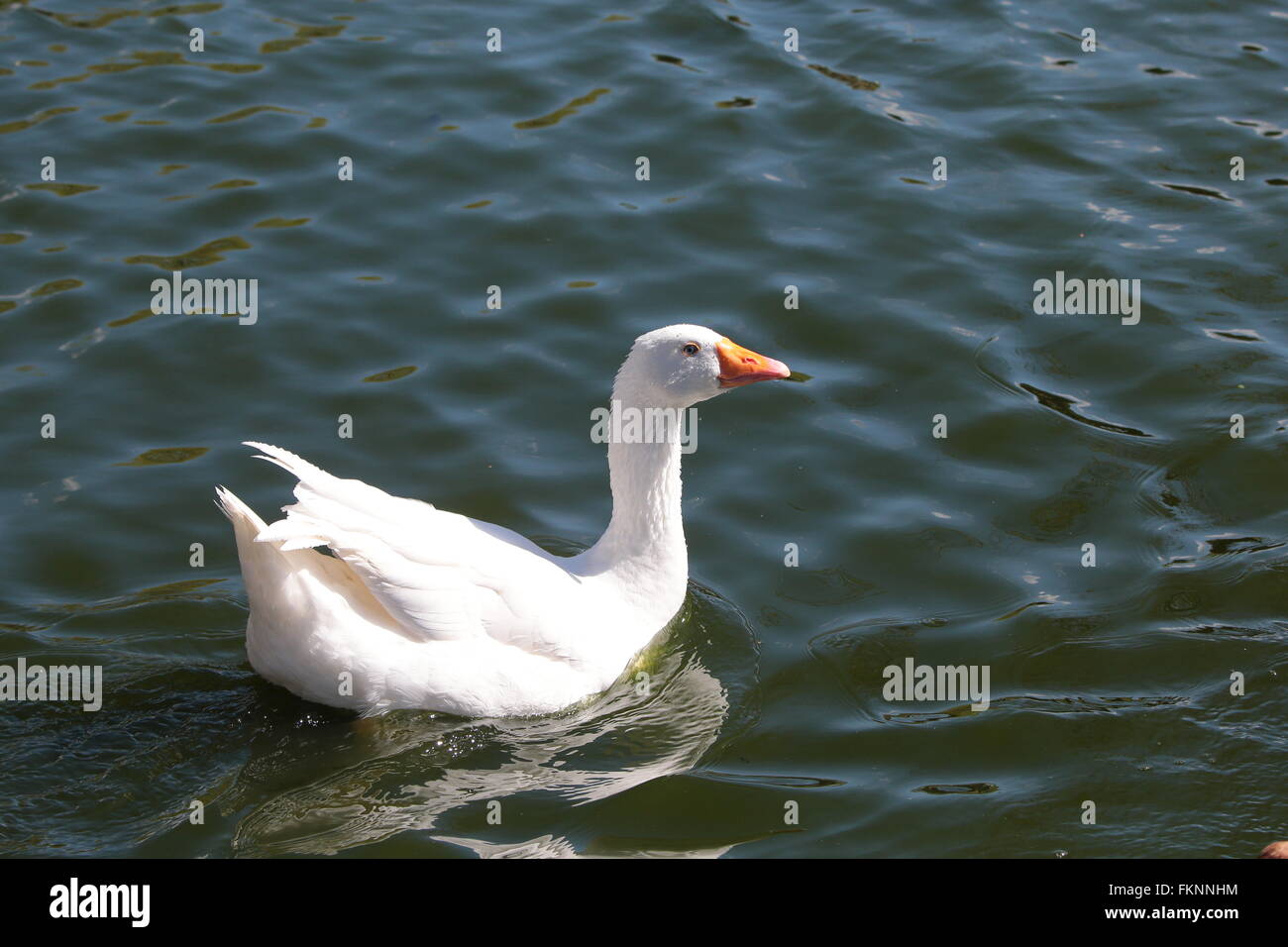 Beautiful white goose on water Stock Photo - Alamy