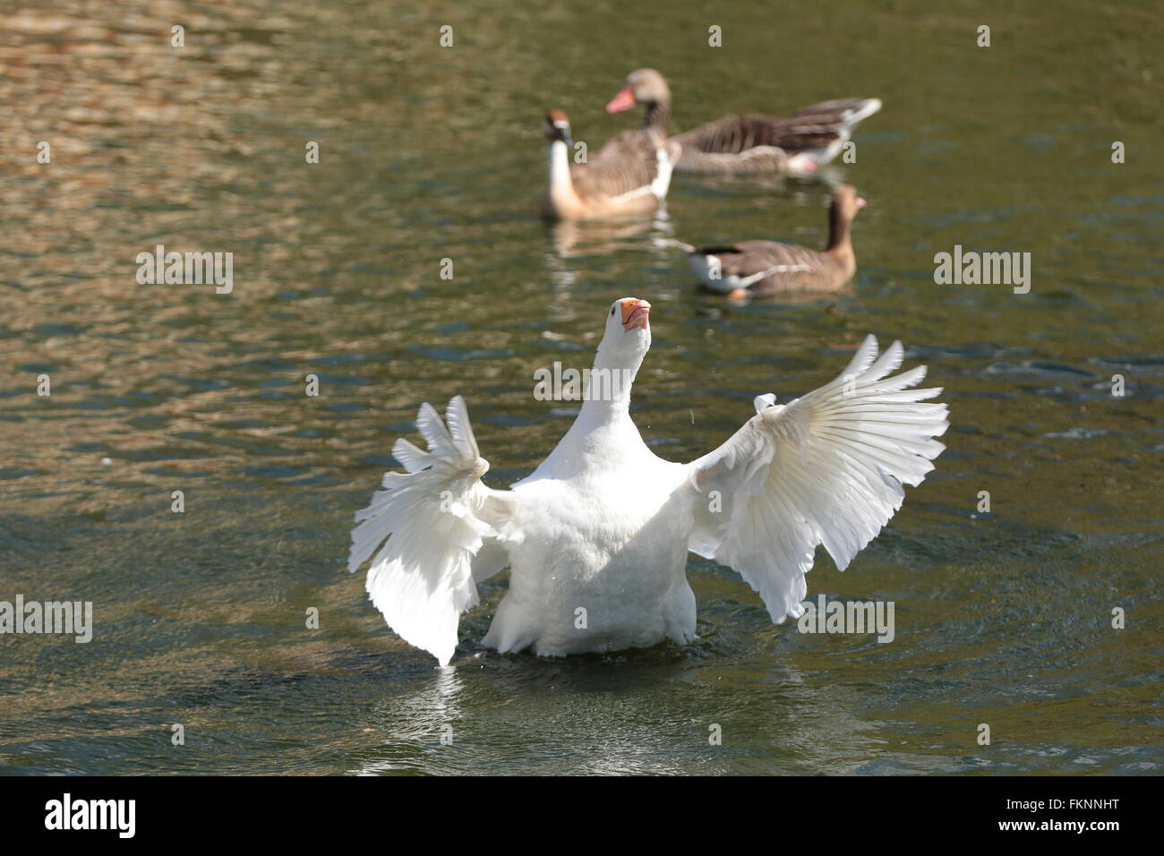 Beautiful white goose on water Stock Photo - Alamy