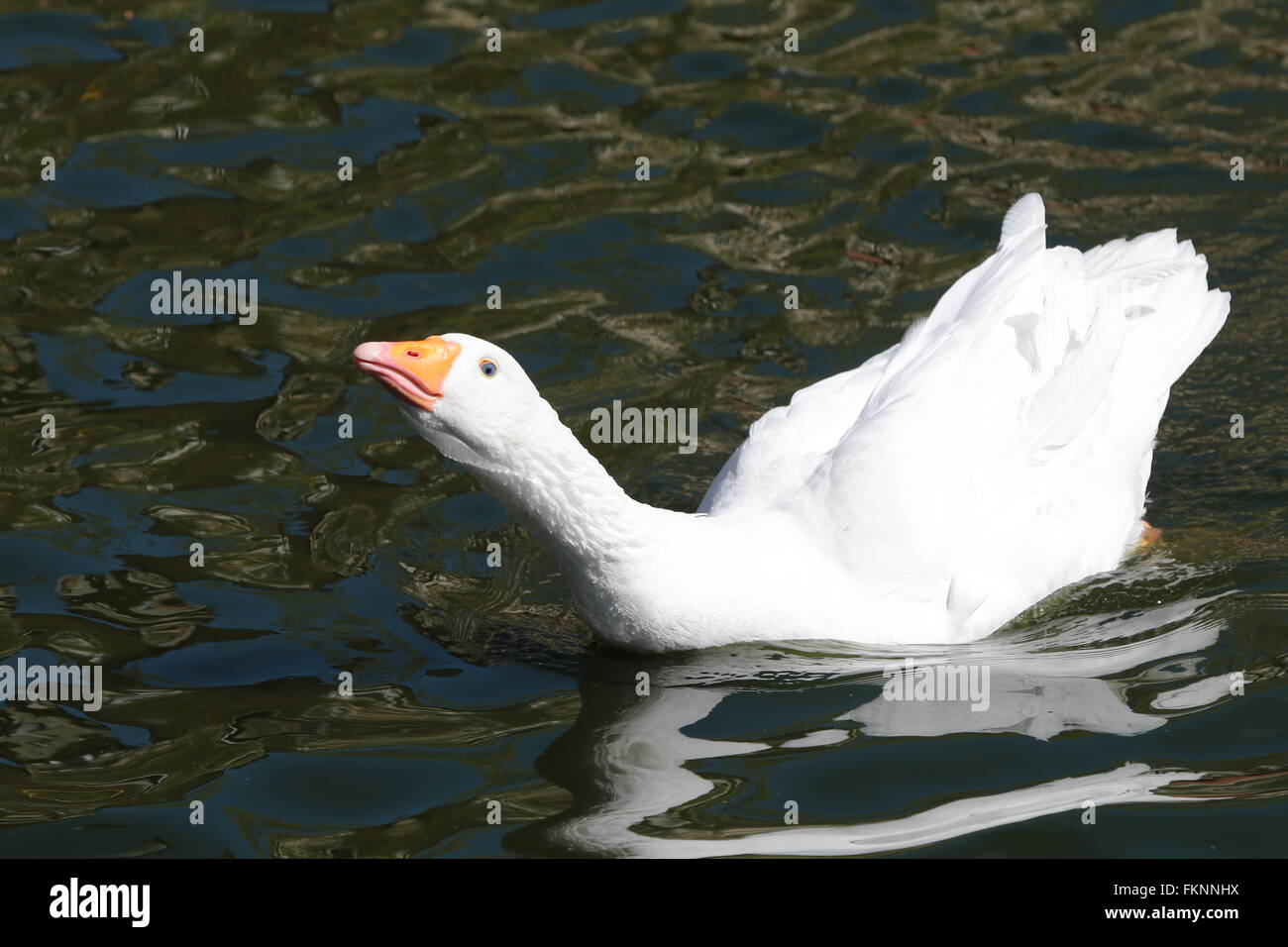 Beautiful white goose on water Stock Photo - Alamy