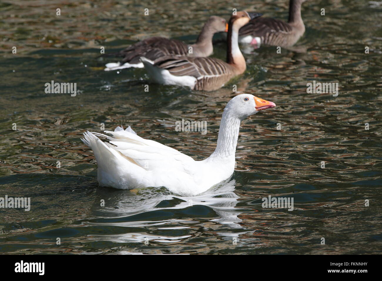 Beautiful white goose on water Stock Photo - Alamy