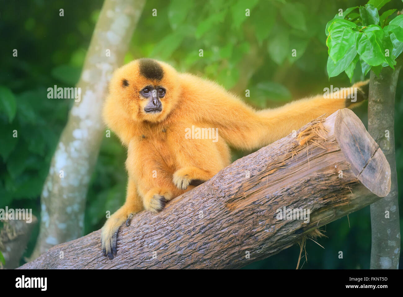Yellow-cheeked gibbon female Nomascus gabriellae, Singapore zoo Stock ...