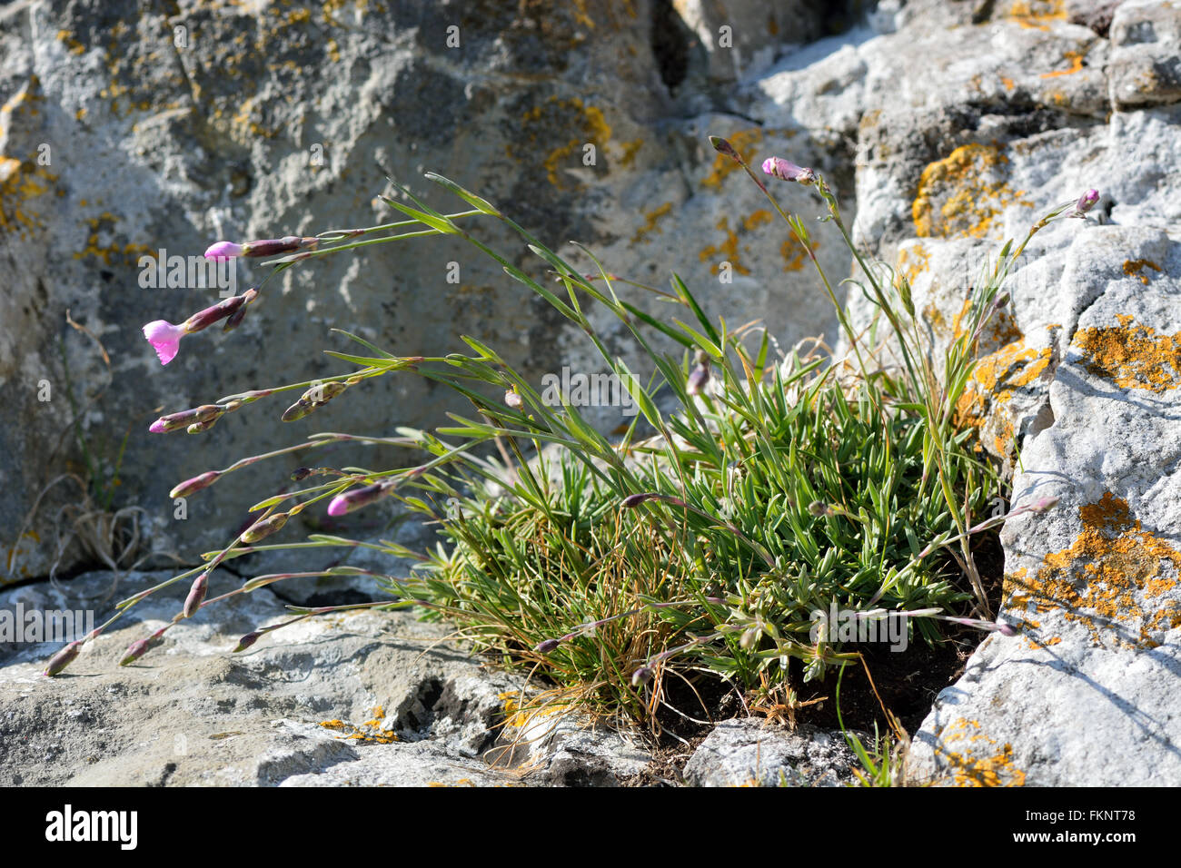 Cheddar pink (Dianthus gratianopolitanus) plant on rock. Very rare ...