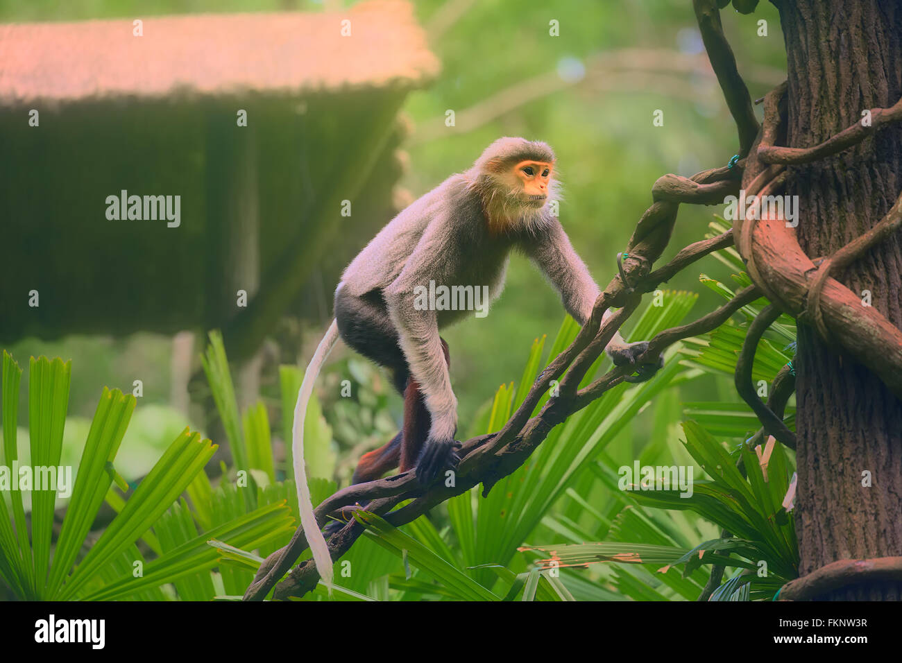 Singapore zoo douc langur hi-res stock photography and images - Alamy