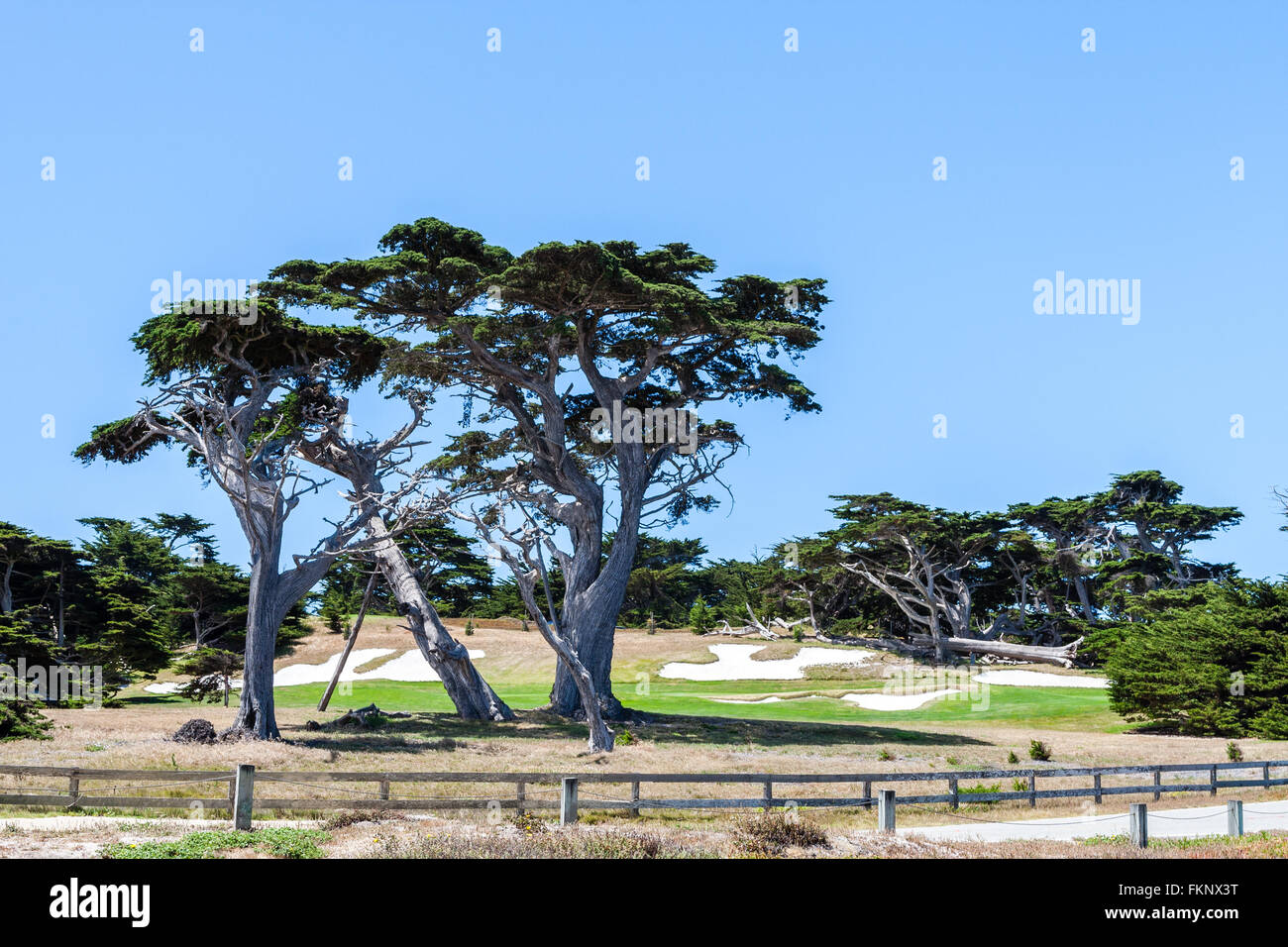 A lone cypress tree on a rock at the 17 Mile Drive resists the Pacific ...