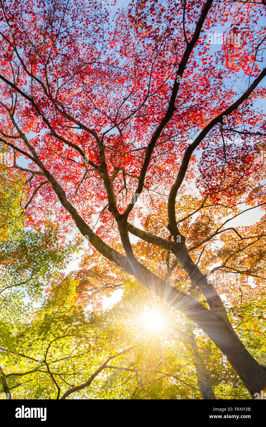 Colorful autunm treetops Stock Photo - Alamy