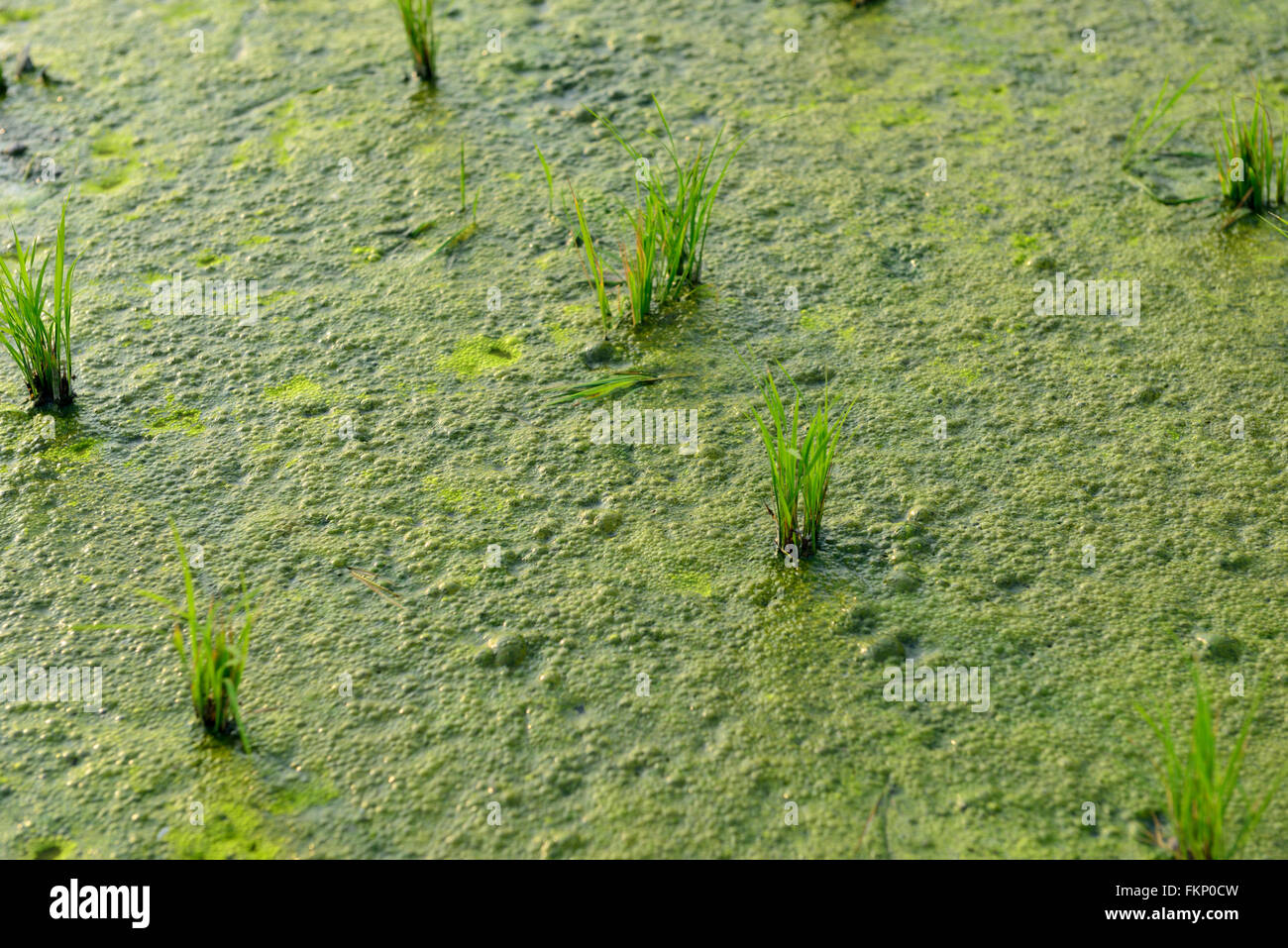 planting rice in rice paddy fields Stock Photo - Alamy