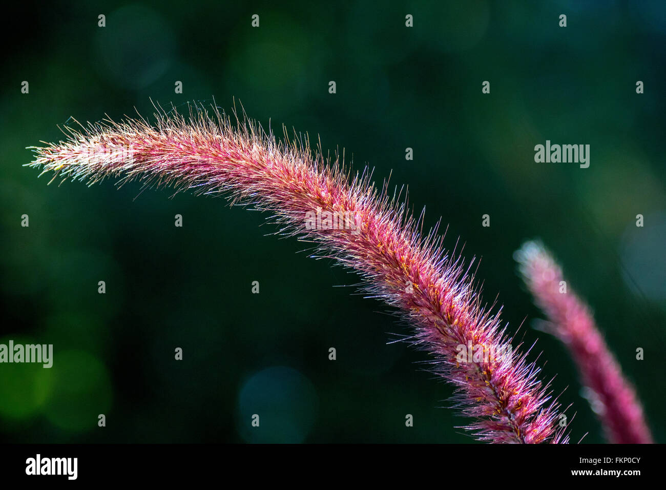 Fungi in australia hi-res stock photography and images - Alamy