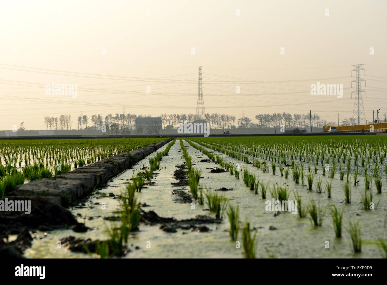 planting rice in rice paddy fields Stock Photo - Alamy