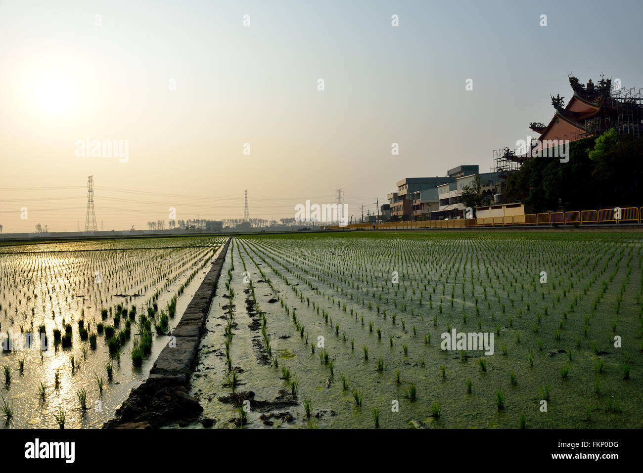 planting rice in rice paddy fields Stock Photo - Alamy