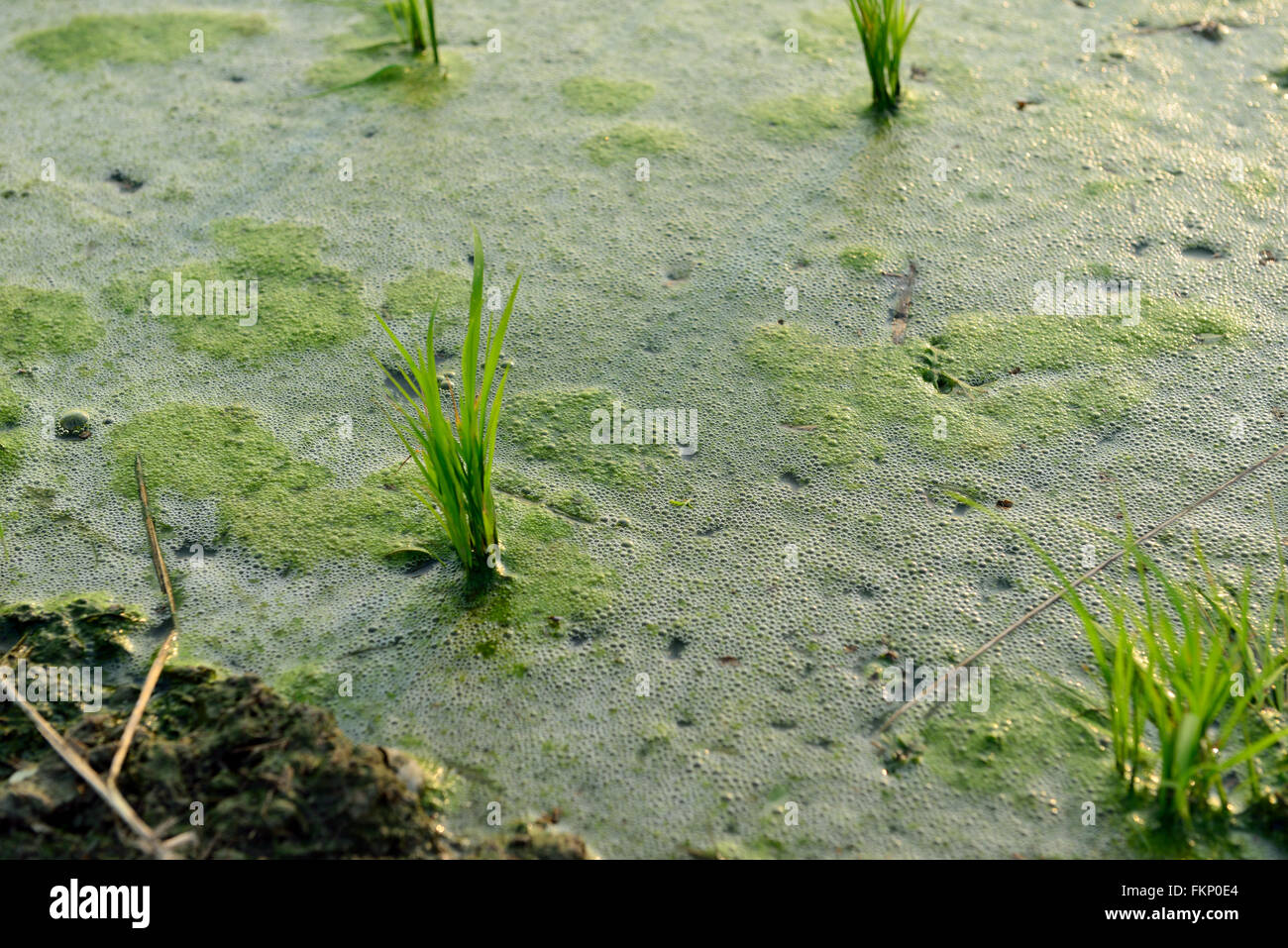 planting rice in rice paddy fields Stock Photo - Alamy