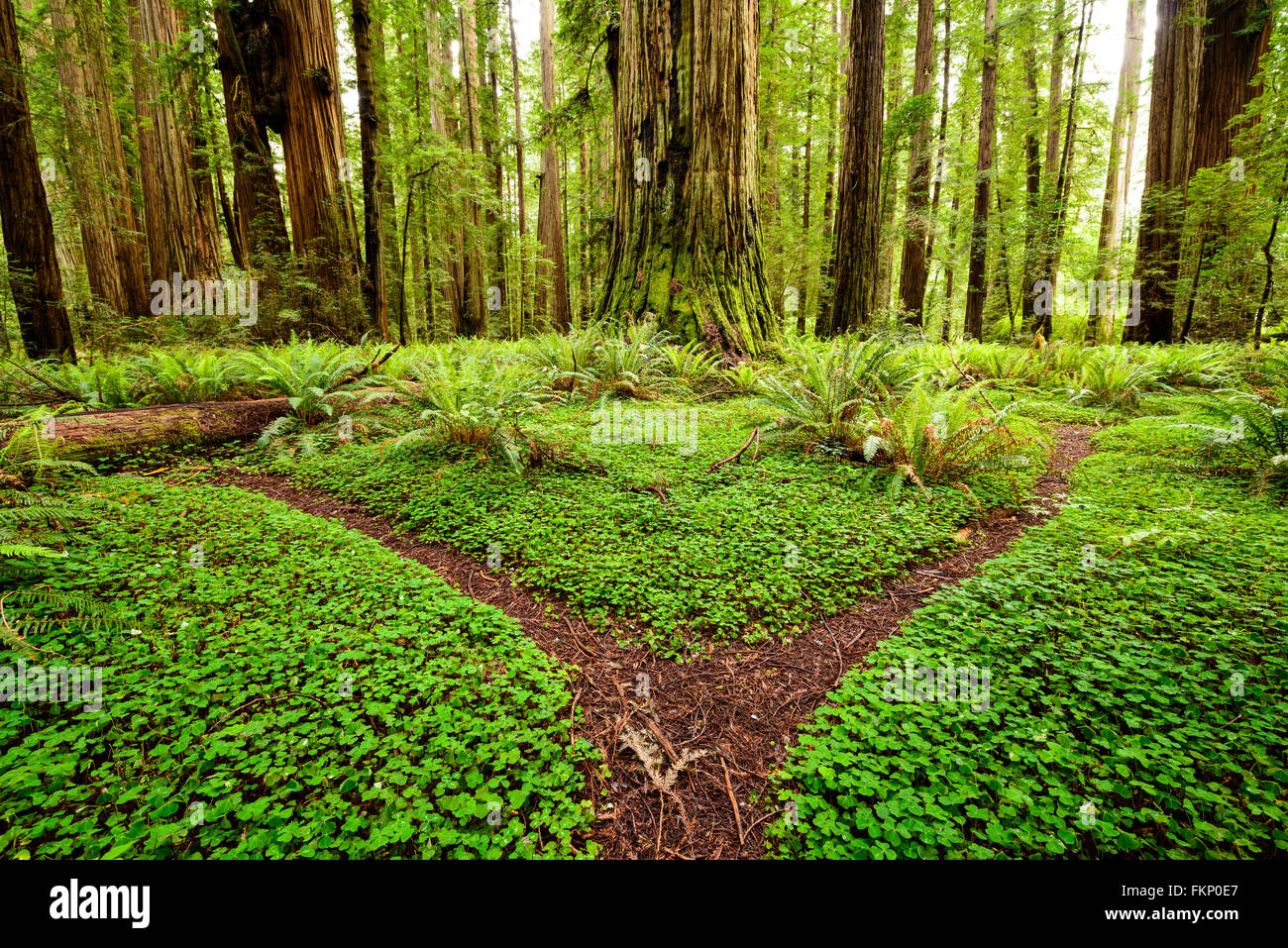 Clover covered trails through the giant redwoods at Jedediah Smith ...