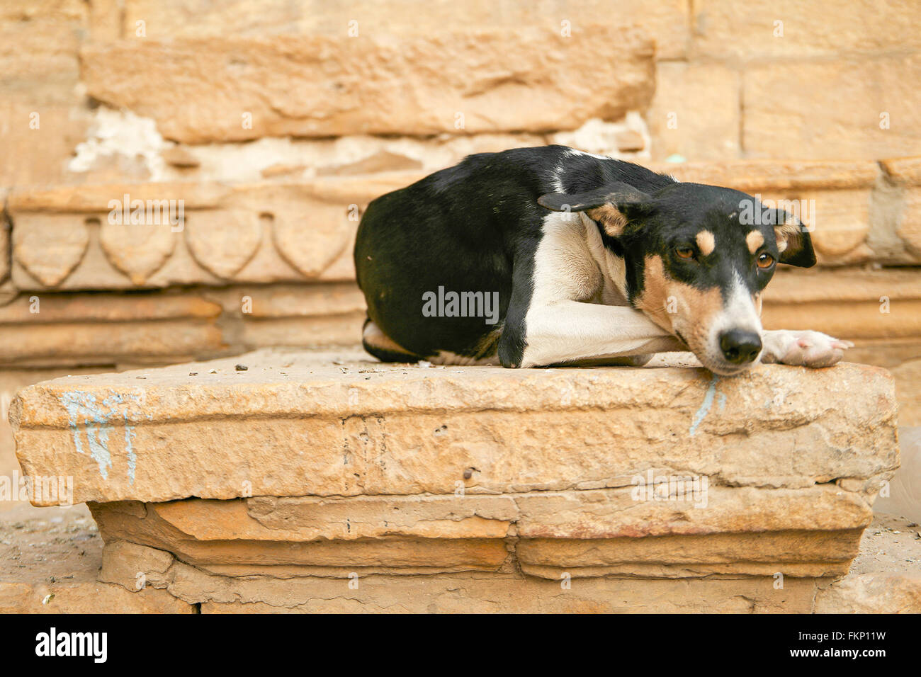 India jaisalmer dog hi-res stock photography and images - Alamy