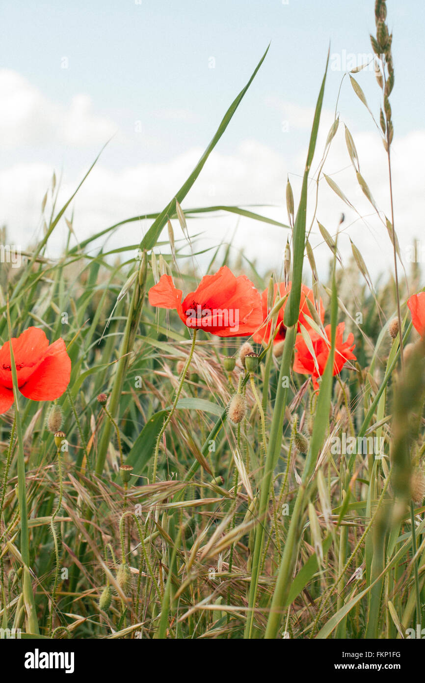 Sunlight on the common poppy hi-res stock photography and images - Alamy
