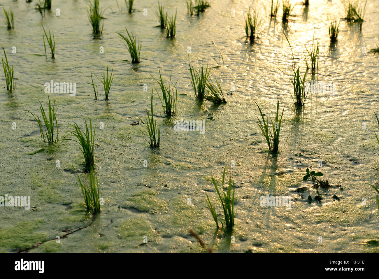 planting rice in rice paddy fields Stock Photo - Alamy