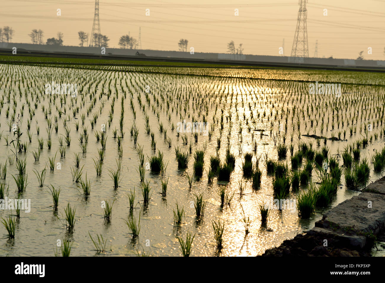 planting rice in rice paddy fields Stock Photo - Alamy