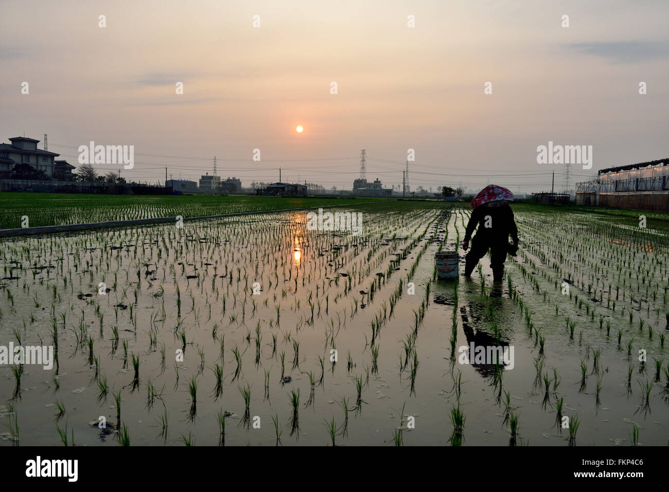 people planting rice in rice paddy fields Stock Photo - Alamy