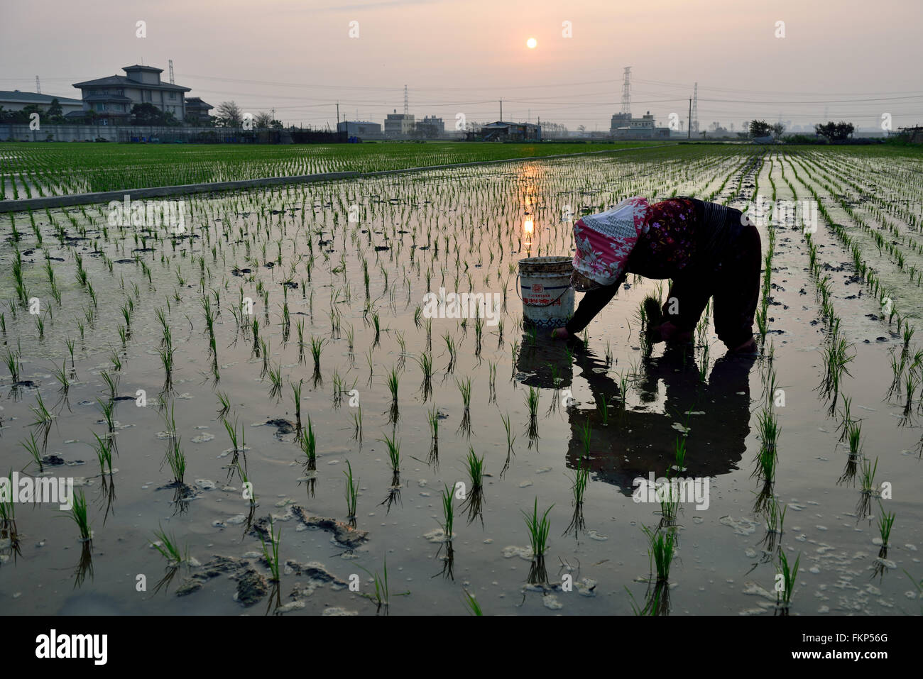 people planting rice in rice paddy fields Stock Photo - Alamy