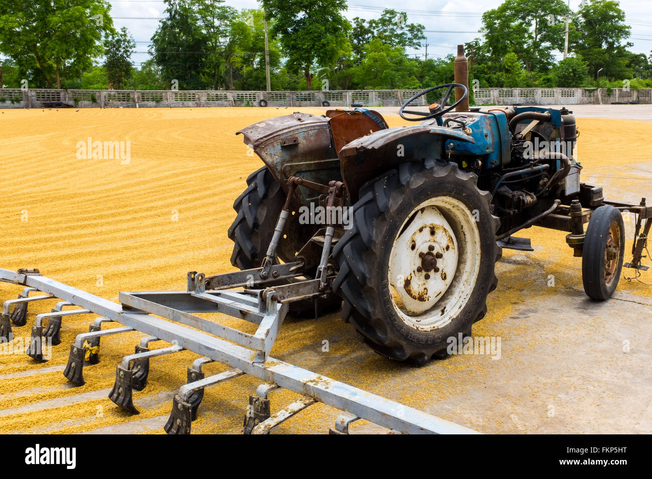 paddy rice with tractor Stock Photo - Alamy