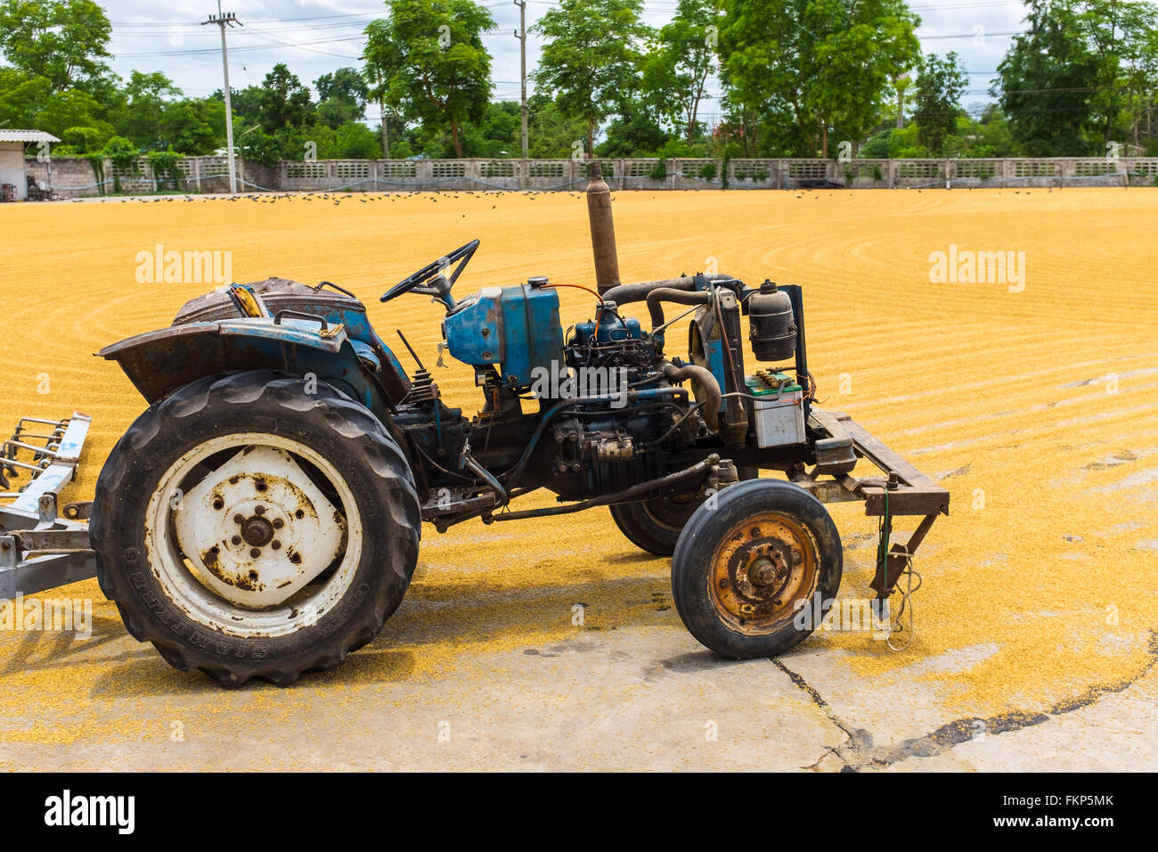 Paddy harvest hi-res stock photography and images - Alamy